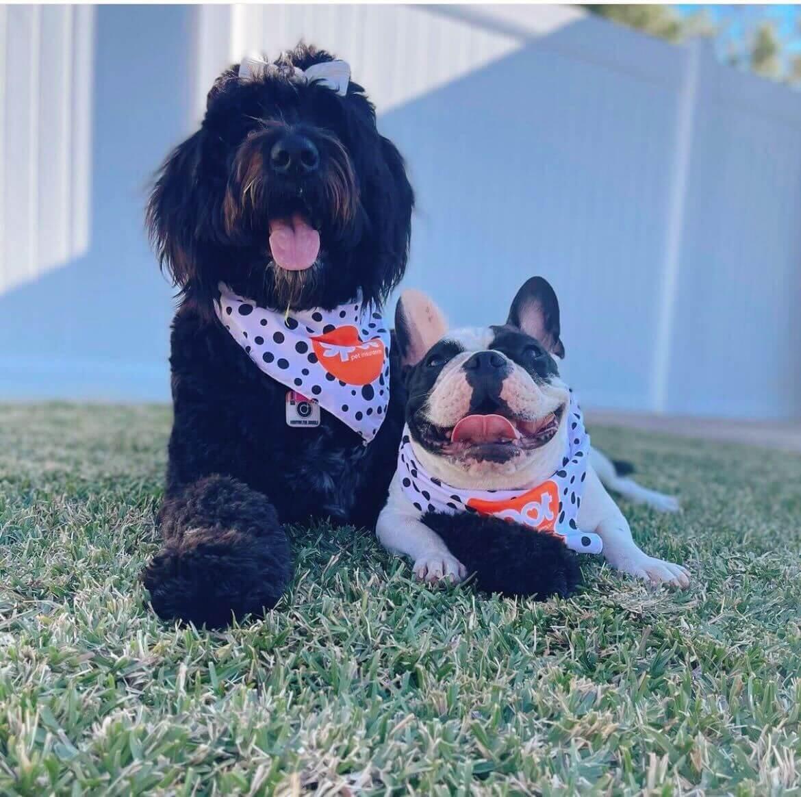 Top 10 Most Pet-Friendly Airlines of 2025 | Spot Pet Insurance Canada