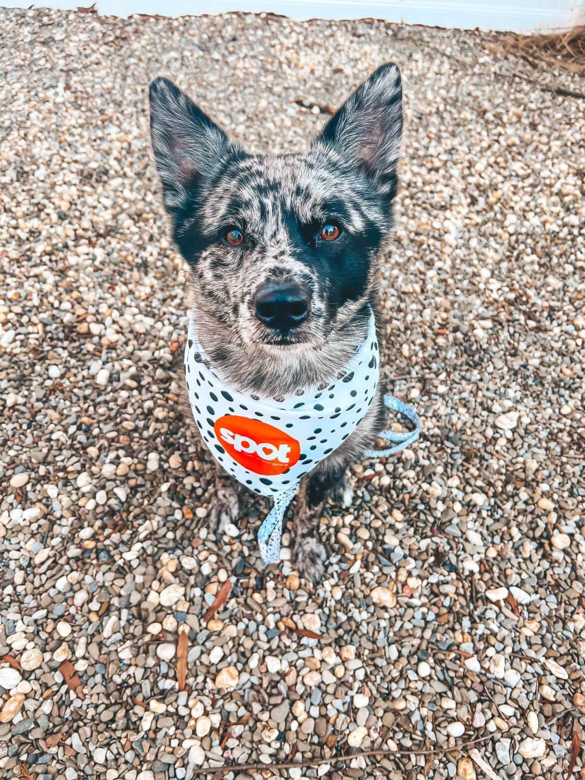 Puppy Shots Schedule information | What to Know | Spot Pet Insurance Canada