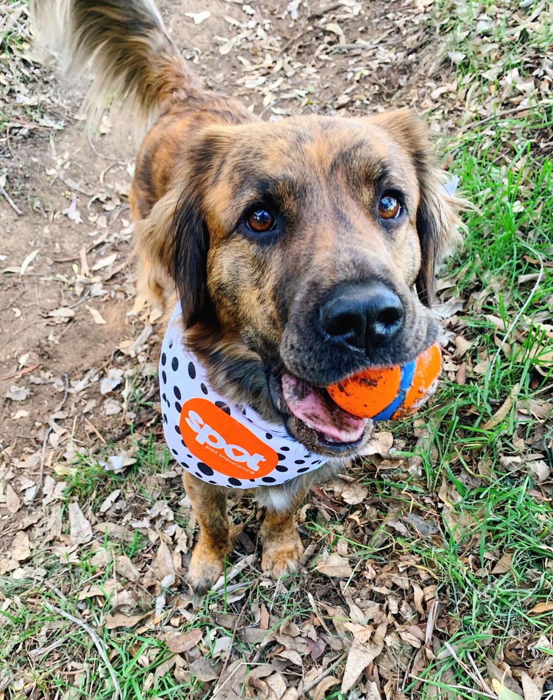 Puppy Shots Schedule information | What to Know | Spot Pet Insurance Canada