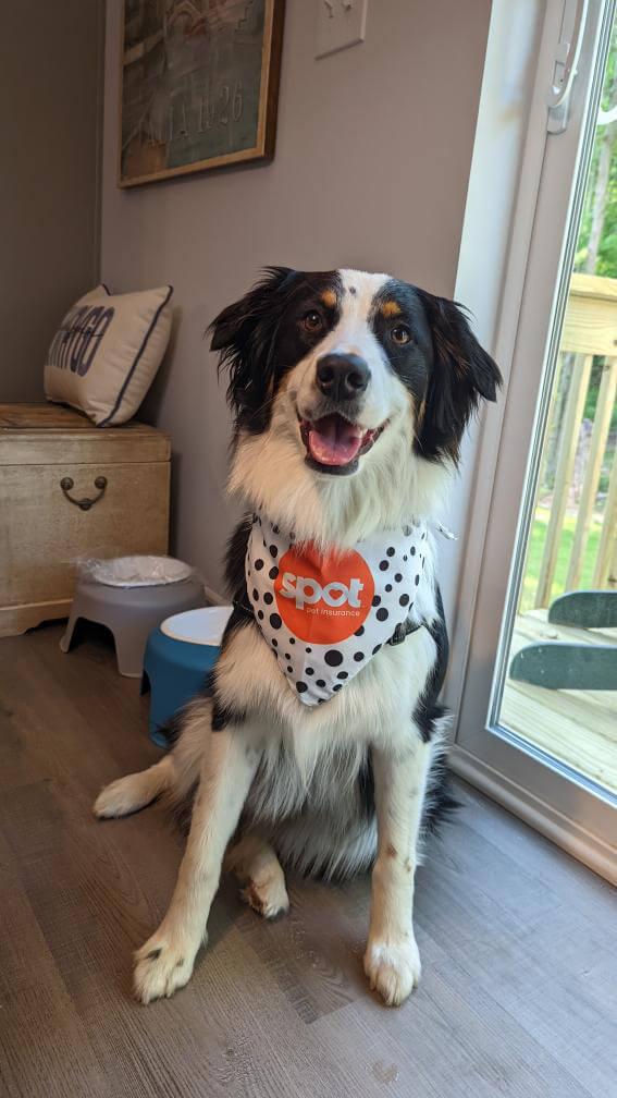 A Comprehensive Guide to Choosing the Best Plan | Spot Pet Insurance Canada