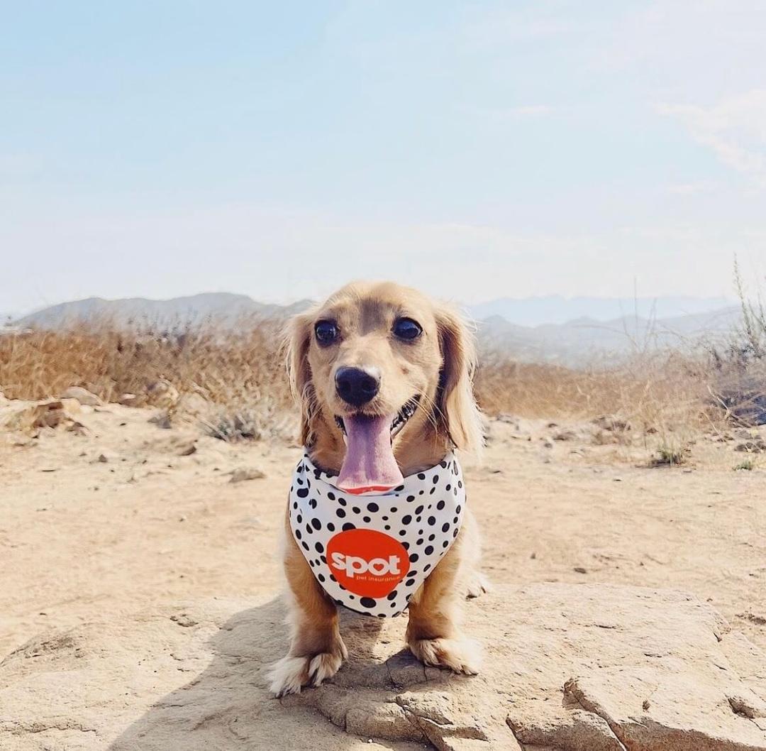 Spot Pet Insurance 2025 Wrapped: A Data-Driven Look at Pet Health ...