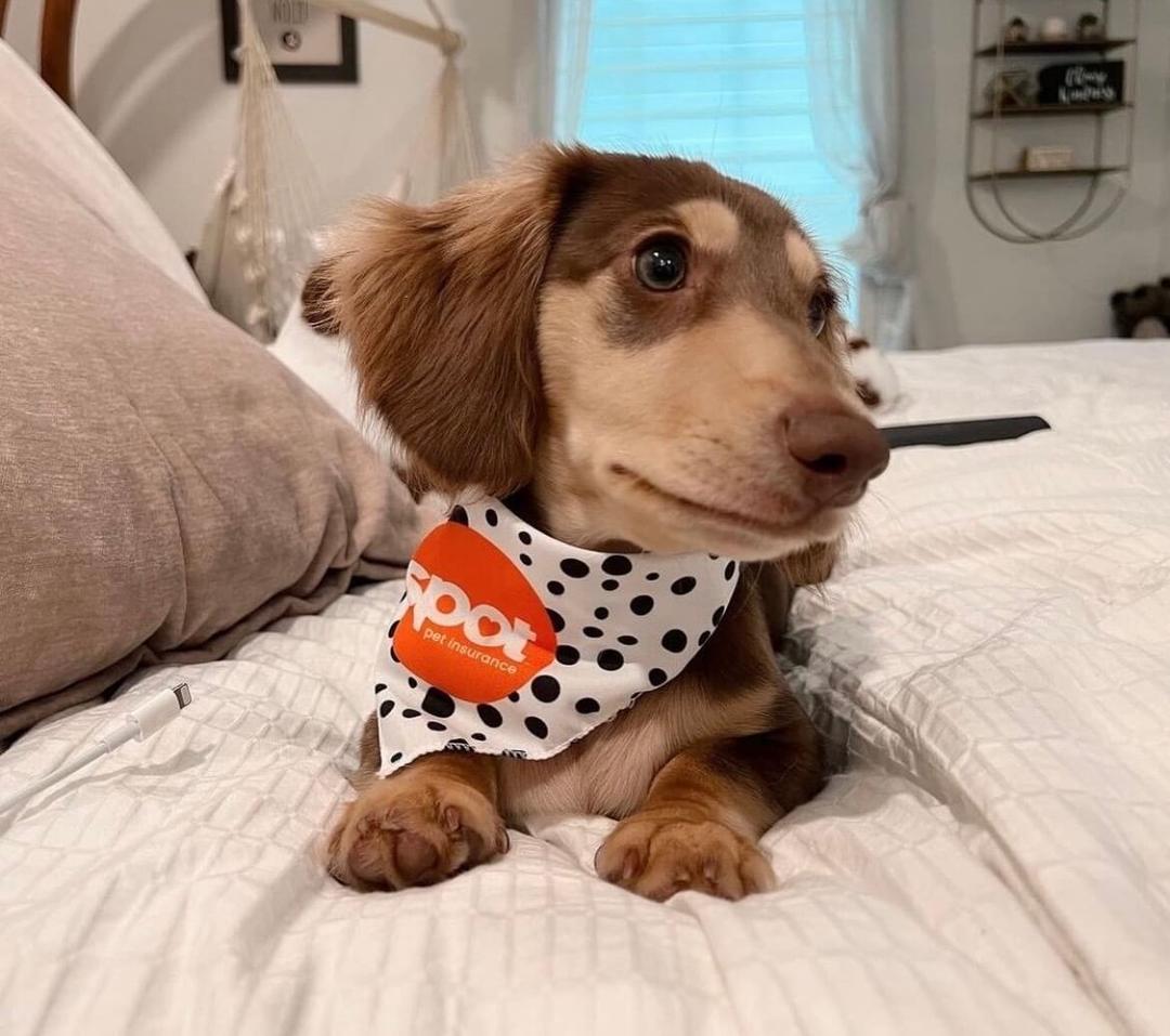 Dog Insurance in Canada | Coverage for Accident, Illnesses and More ...