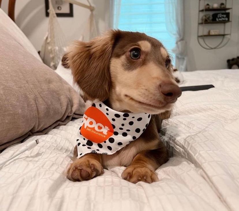 Puppy Shots Schedule information | What to Know | Spot Pet Insurance Canada